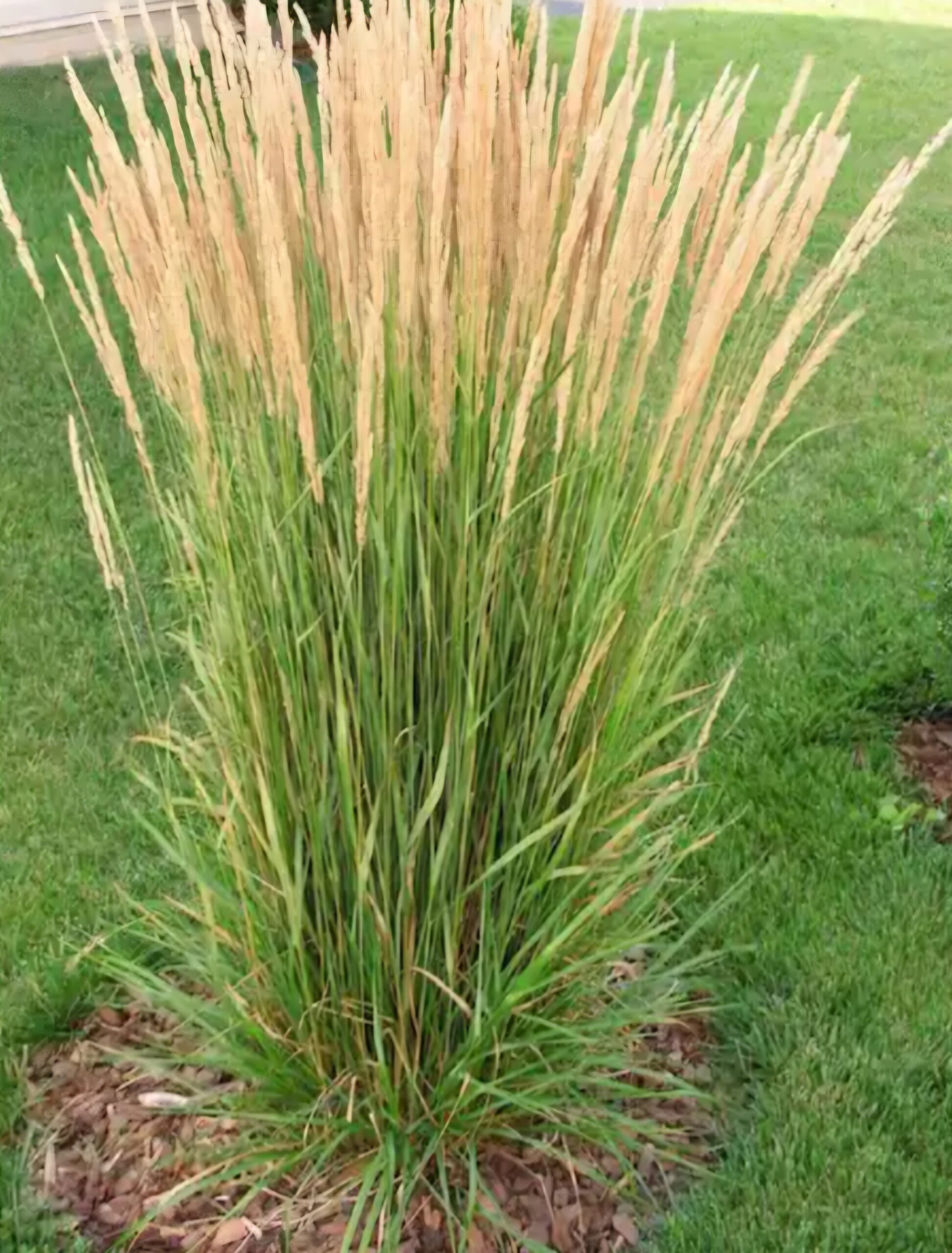 Ornamental Grasses for Colorado Springs - Sundown Landscaping
